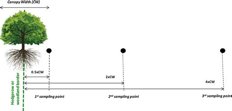 Schematic Layout Of The Soil Sampling Points Per Tree At Distance Of Download Scientific