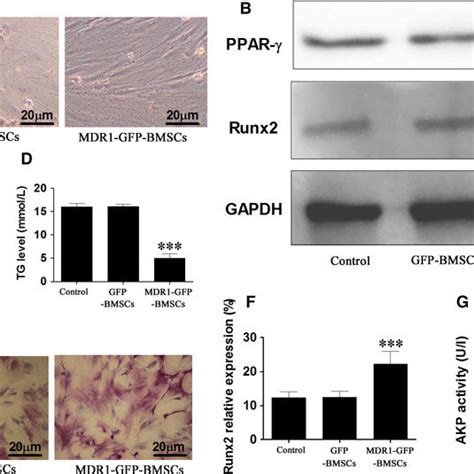 Bmsc Adipogenesis And Osteogenesis In Vitro A Oil Red O Staining Of