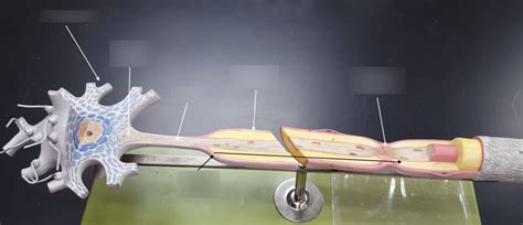 Peripheral Neuron Diagram Quizlet