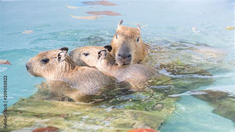 Capybara Swimming Pool