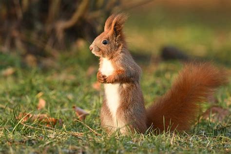 Why Squirrels Bury Nuts And Other Fun Habits Green Backyard