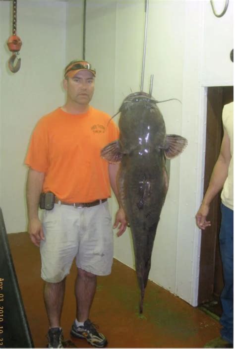 World Record Flathead Catfish New State Record Flathead Catfish Caught