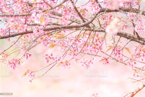 봄에는 부드러운 초점 초점이 맞지 않는 흐린 봄 벚꽃 보케 꽃 배경 파스텔 과 부드러운 꽃 배경이있는 벚꽃입니다 N 0명에 대한 스톡 사진 및 기타 이미지 Istock