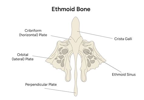 Anatomie Du Crâne Humain Infographie Os Ethmoïde En Vecteur Vecteur