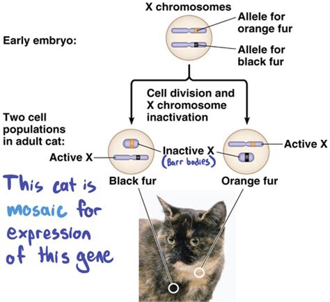 Lecture 23 Chromosomal Inheritance I Flashcards Quizlet