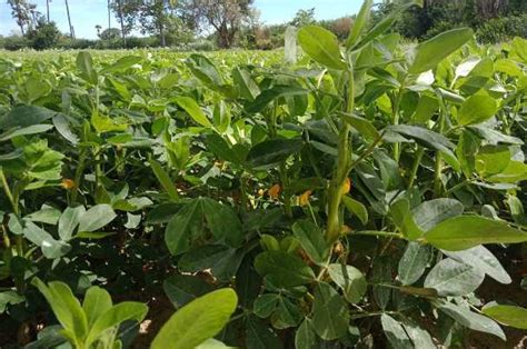 ကျောက်ဆည်မြို့နယ် ကျောက်ဆောက်ကုန်းကျေးရွာတွင် ဒေသနှင့်ကိုက်ညီသောရေဆင်း