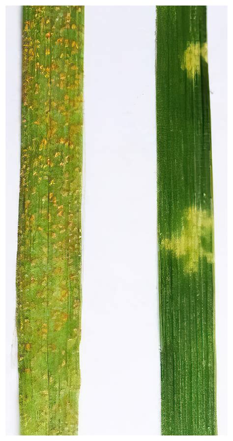 Molecular Mapping Of A Recessive Gene For Stripe Rust Resistance At The Yrcf75 Locus Using