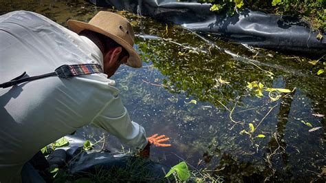 Restoring Chinampas In Mexico Saves Axolotls And Ecosystems Resilience