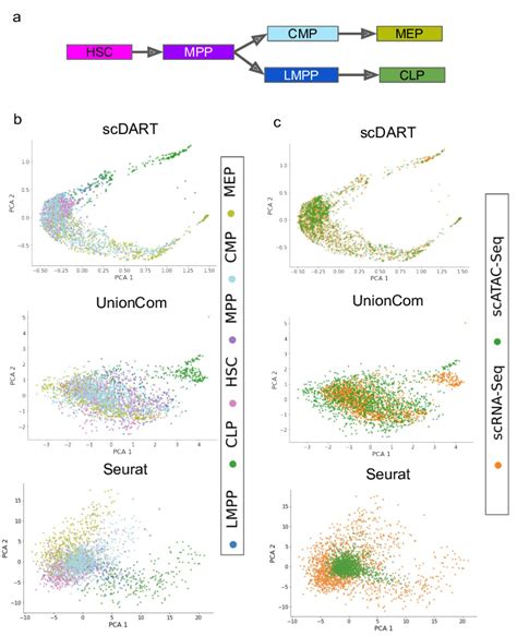 A Expected Trajectory Backbone Of Cells In The Mouse Neonatal Brain Download Scientific