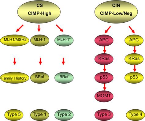 Molecular Classification Of Crc As Described By Jass [17] Tumours Are Download Scientific