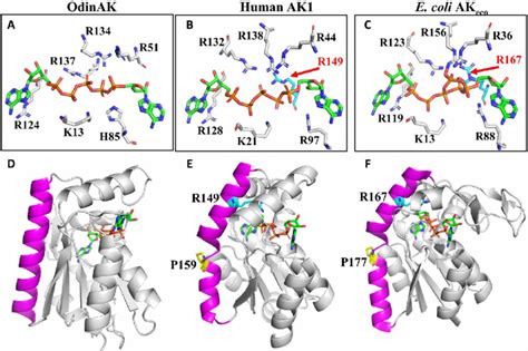 Active Site Architecture In Trimeric And Monomeric Ak Enzymes A To C Download Scientific