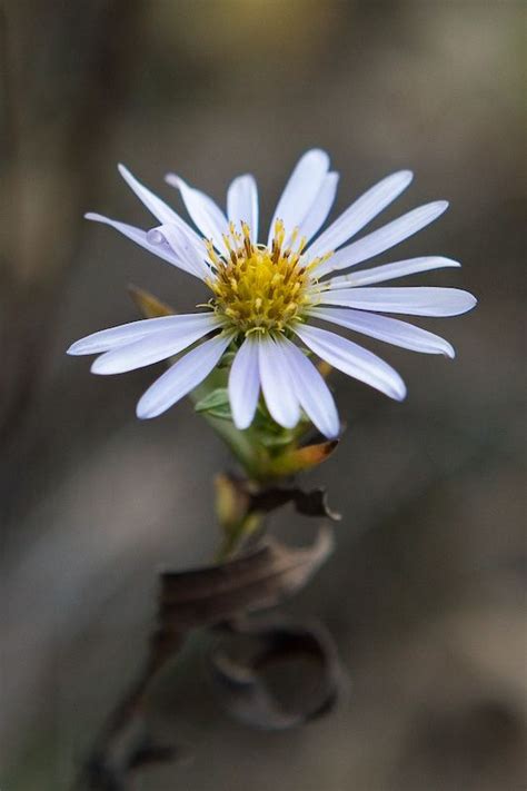 California Aster Aster Chilensis By Barry Langdon Lassagne