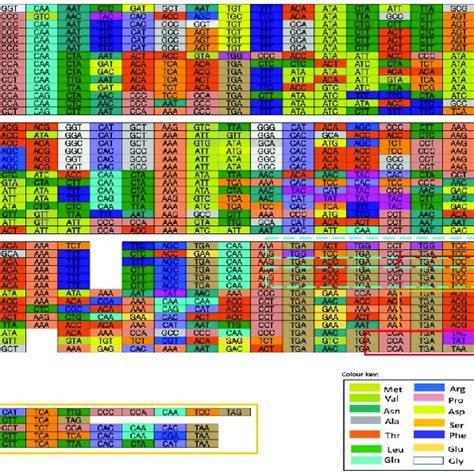 Multiple Sequence Alignment For Nucleotide Sequences Of ATP Synthase