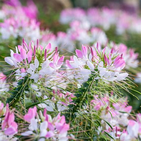 Buy Cleome Spider Plant Cleome New At Uk