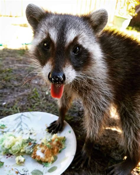 Birthday Cake 🎂💕 Rraccoons