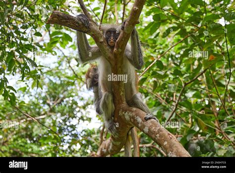 Endemic Three Colored Colobuses During Massage In Jozani Forest