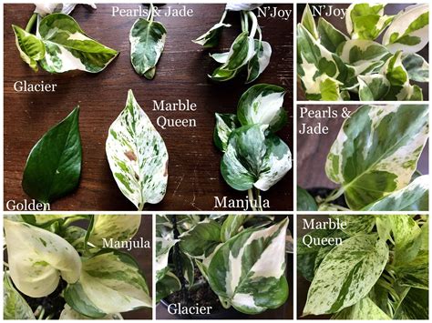 Types Of Pothos Chart Different Types Of Pothos