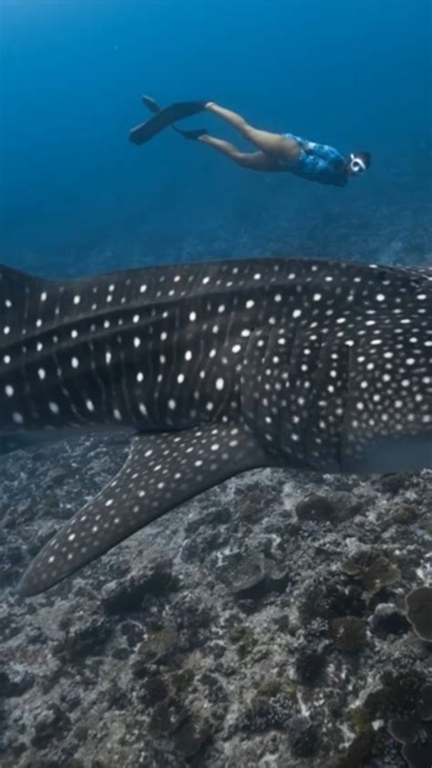 Whale Shark Diver
