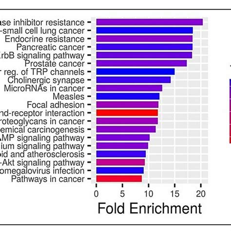 Kegg Pathway Enrichment Analysis Top 20 The Node Size Represents The