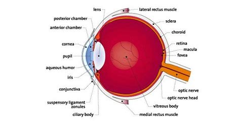 Refractive System Of Eye New
