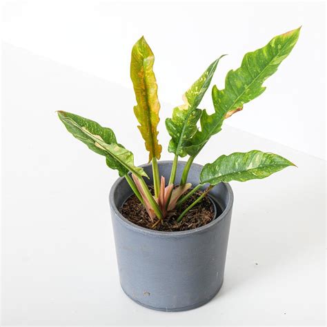 Philodendron Narrow Ring of Fire | Indoor Plants and Accessories ...