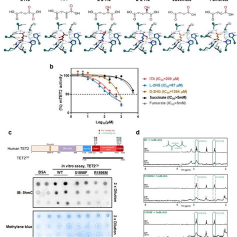 Lps Induces Itaconate And Metabolic Reprogramming In Macrophages A B