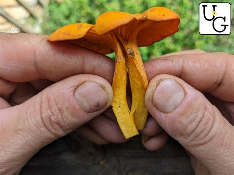 Jack Olantern Mushroom