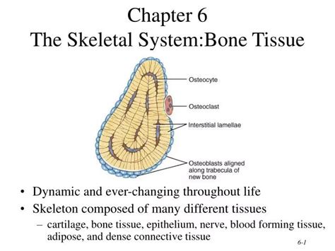 PPT Chapter The Skeletal System Bone Tissue PowerPoint Presentation ID