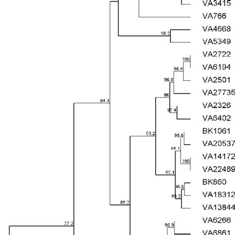 Dendrogram Generated Using Bionumerics Software Showing Cluster
