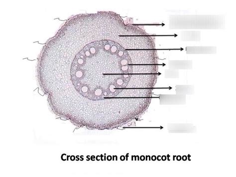 Monocot Root Diagram Quizlet