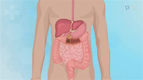 Video Physiology Of The Gastrointestinal System Iii Elimination