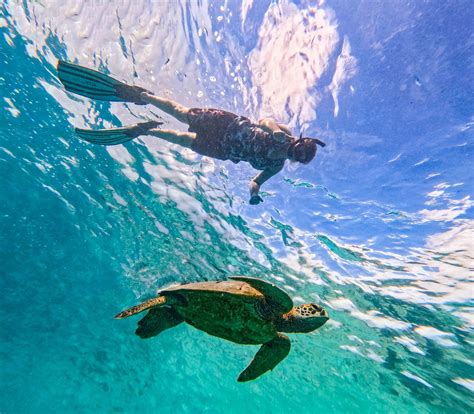 Snorkel Cook Islands Added A New Photo Snorkel Cook Islands