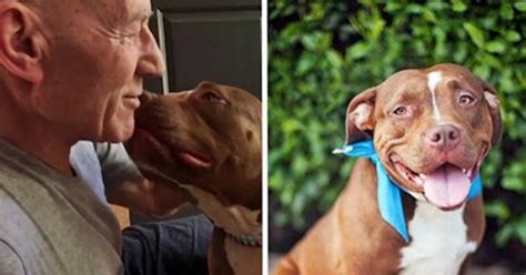 Patrick Stewart Meets His First Pit Bull Foster And They Both Fall In Love