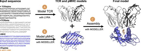 Flowchart Of The Computational Framework For Modelling Tcr Pmhc Download Scientific Diagram