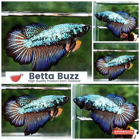 Betta Fish Female Hm Green Peacock Betta Buzz