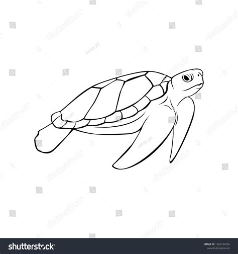 Turtle Drawing Outline
