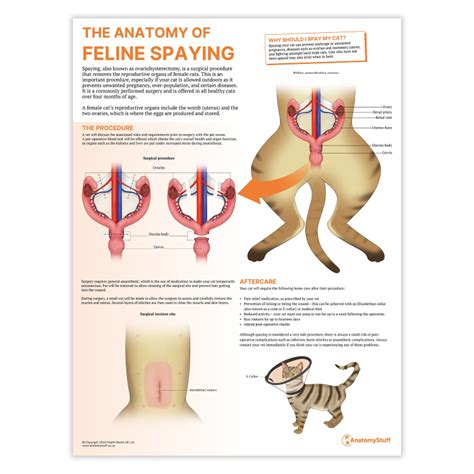 The Anatomy Of Feline Spaying Chart Poster Laminated Anatomystuff