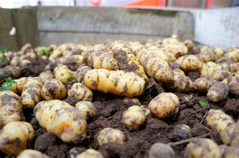 Say Yes to New Zealand Yams - Supermarket News