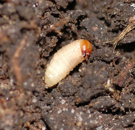 Billbug Grub On Kikuyugrass Pace Turf Photo Gallery