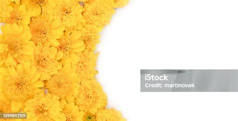 복사 공간이있는 흰색 배경에 반원 모양의 노란색 꽃의 색상 구성 평평한 누워 상단 전망 0명에 대한 스톡 사진 및 기타 이미지
