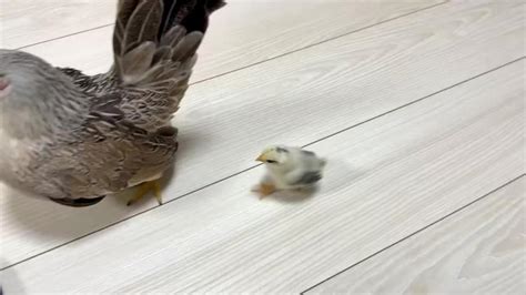 엄마닭 등에 올라타는 병아리