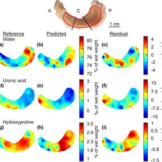 PDF Near Infrared Spectroscopy For Mapping Of Human Meniscus Biochemical Constituents