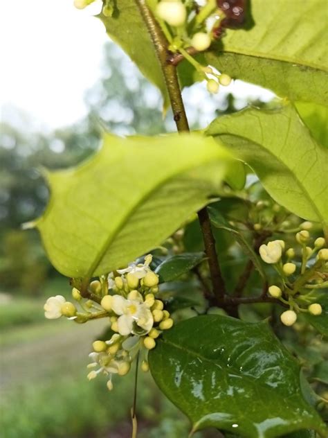 Logic Is An Enemy And Truth Is A Menace Hollysworld2 0