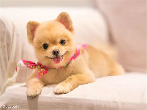 Flauschig Kleine Hunderassen Süße Hunde Mit Bildern 2026