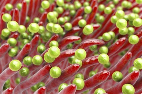 Bacteria Staphylococcus In Nose Stock Illustration Illustration Of Biology Microbiology 86572564