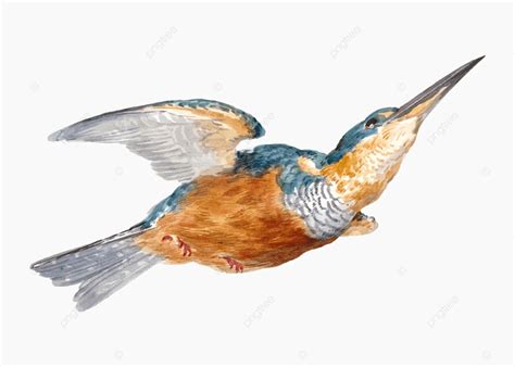 Kingfisher Illustration Vector Aert Schouman Watercolor Painting Graphic Png And Vector With Kingfisher Illustration Vector Aert Schouman Watercolor Painting Graphic Png And Vector With