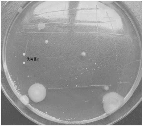 A Strain Of Non Spore Brevibacterium And Its Application Eureka Patsnap