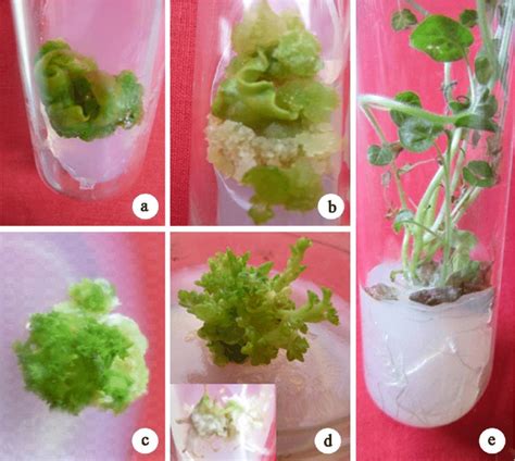 Effect Of Pgrs On Indirect Plant Regeneration From Leaf Explants Of