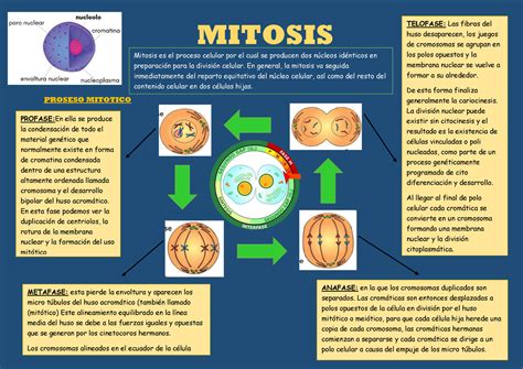 Biologia Mitosis Y Meiosis Mitosis Proseso Mitotico Mitosis Es El