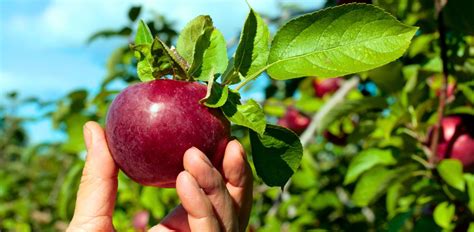 Growing Apples In Tennessee At Paul Boldt Blog